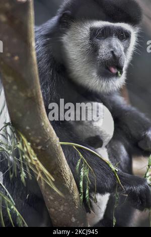 Two-month old Colombus Monkey cub hug by her mother in an isolation ...