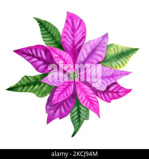 Red poinsettia Christmas flower watercolor illustration. Hand drawn New ...