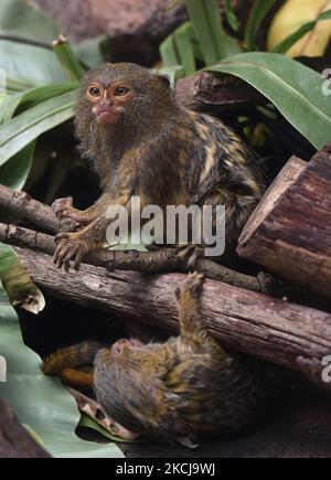 old Photo Pygmy Marmoset, the smallest monkey in the world Stock Photo ...