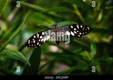 A Lime Butterfly (Papilio demoleus) with congenital crinkled Wings is ...