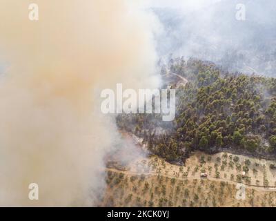 Burnt greek olive tree Stock Photo - Alamy