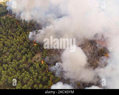 Burnt greek olive tree Stock Photo - Alamy