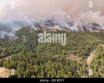 Burnt greek olive tree Stock Photo - Alamy