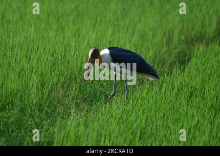 An adjutant stork search food in a paddy field in Nagaon district of ...