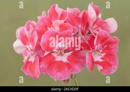 Geranium "Moonlight Vinetta", Pelargonium Stock Photo - Alamy