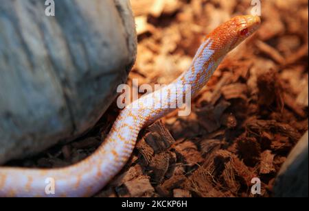 Pine snake, Pituophis melanoleucus "yellow", Colubridae, Usa Stock ...