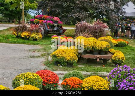 Colourful mum plants during the Autumn season in King City, Ontario ...