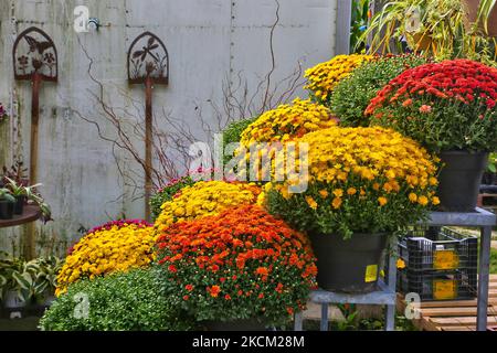 Colourful mum plants during the Autumn season in King City, Ontario ...