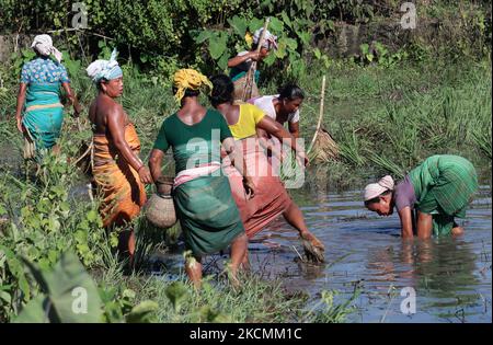 Bodo community women searching fish in a mud water field using ...