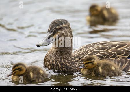 Ducklings swim with their mother at Groynes park in Christchurch, New ...