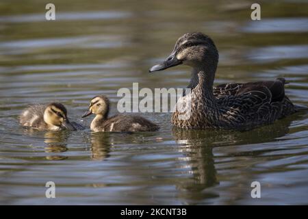 Ducklings swim with their mother at Groynes park in Christchurch, New ...