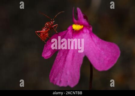 Symbiotic Setocoris bug on a bladderwort flower (Utricularia multifida ...