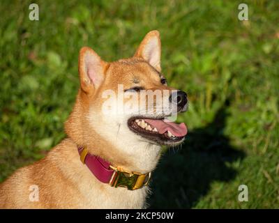 Shiba Inu plays on the dog playground in the park. Cute dog of shiba ...