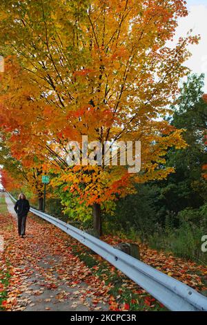 A person walks past a maple tree displaying fall colors Friday, Nov. 7 ...