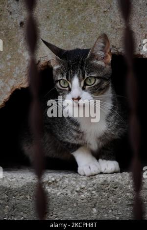 A Domestic cat in Sicily Stock Photo - Alamy