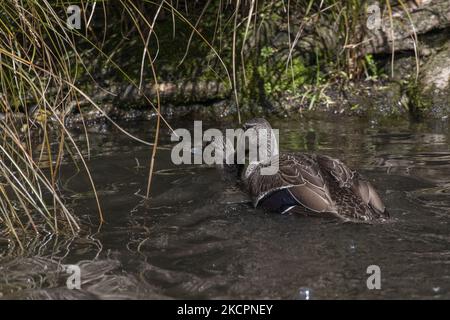 Grey ducks mate on a pond at Willowbank Wildlife Reserve in ...