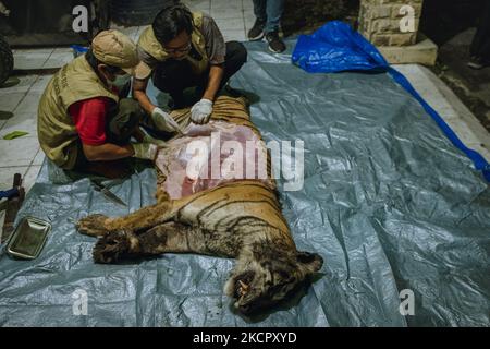 Oficers from Indonesia Nature Conservation Agency examine a tiger that ...