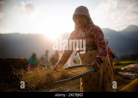 Nepalese farmer harvest rice from paddy fields during harvesting season ...