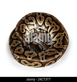 Top view curled up Ballpython aka Python regius, isolated on white ...