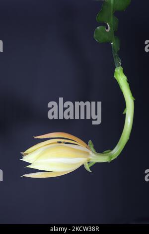 Blooming Epiphyllum flower known as fishbone cactus Stock Photo - Alamy