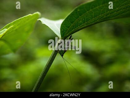 The black-kneed conehead or black-kneed meadow katydid (Conocephalus ...