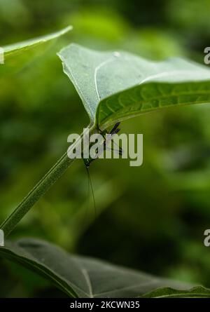 The black-kneed conehead or black-kneed meadow katydid (Conocephalus ...