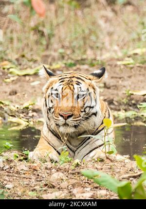 A female tigress walking inside her territory in Pench National Park ...