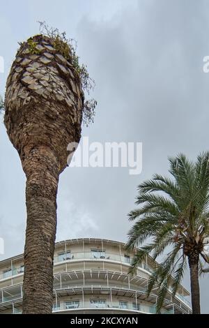 Mechanical Sanitation or Therapeutic Pruning of Palm Trees Stock Photo ...