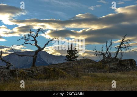 The Burmis Tree is a limber pine located in southwestern Alberta Canada ...