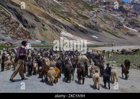 Gujjar shepherds lead a large flock of sheep and goats along a mountain ...