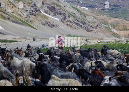 Gujjar shepherds lead a large flock of sheep and goats along a mountain ...