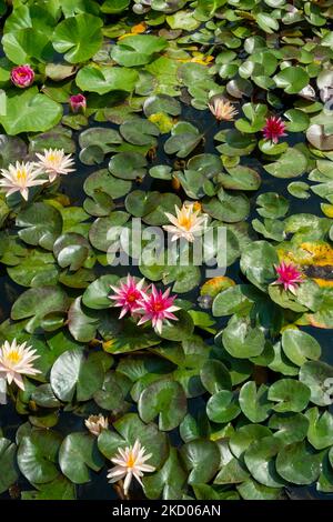 Water lilies pond full frame background Stock Photo - Alamy