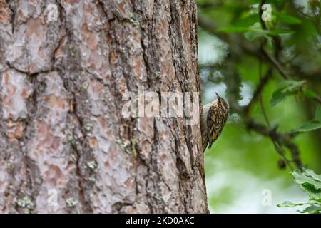 Eurasian treecreeper Certhia familiaris, juvenile climbing Scots pine ...