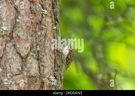 Eurasian treecreeper Certhia familiaris, juvenile climbing Scots pine ...