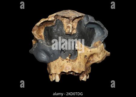 Homo antecessor skull Stock Photo - Alamy