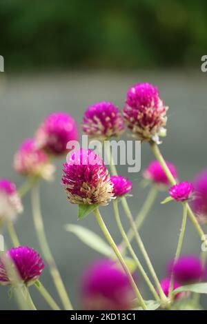 Gomphrena globosa (Also called globe amaranth) flower. This plant is ...