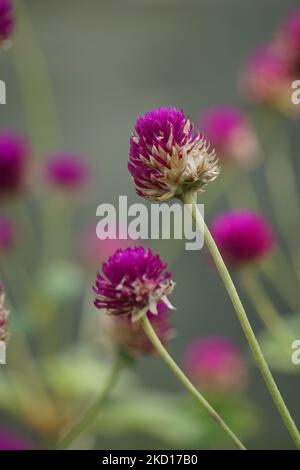 Gomphrena globosa (Also called globe amaranth) flower. This plant is ...