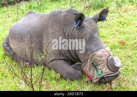 Rhino animal darted and Vet team remove the wildlife animals horn to ...