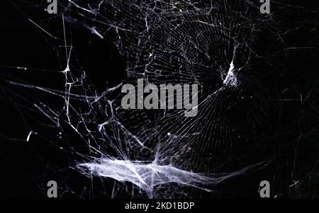 A picture of multiple spider webs on display at the Rijksmuseum, as ...