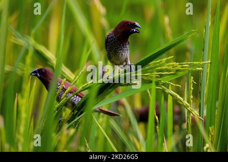 A shallow focus shot of a scaly-breasted munia or spotted munia ...