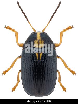Case-bearing Leaf Beetle (Cryptocephalus mutabilis Stock Photo - Alamy