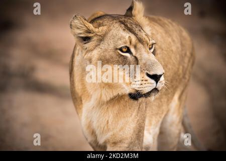 Majestic African lioness Queen of the jungle Stock Photo - Alamy