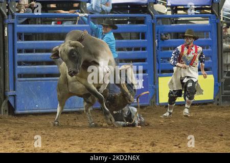 Rodeo clowns distract a bull from a fallen bullrider Stock Photo - Alamy