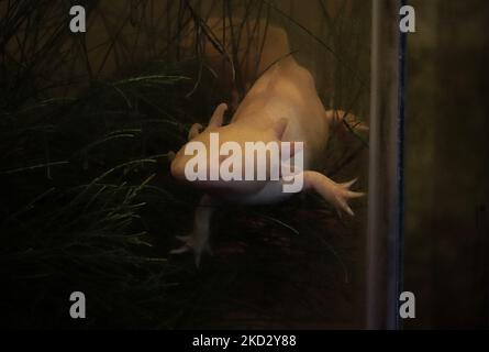 View of salamanders inside a fish tank at the Centro Ecoturístico ...