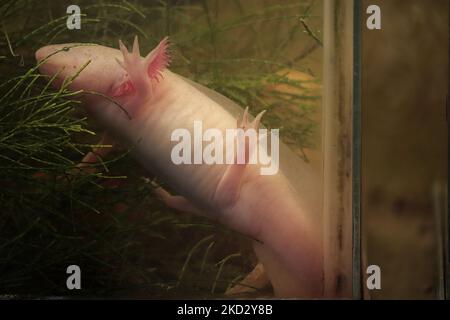 View of salamanders inside a fish tank at the Centro Ecoturístico ...
