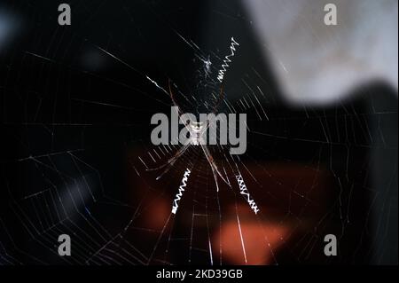 Argiope anasuja, is a species of harmless orb-weaver spider (family ...