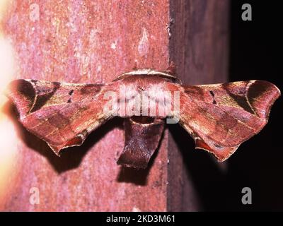 a tropical silk moth (family Bombycidae) indeterminate species isolated ...
