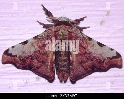 a tropical silk moth (family Bombycidae) indeterminate species isolated ...