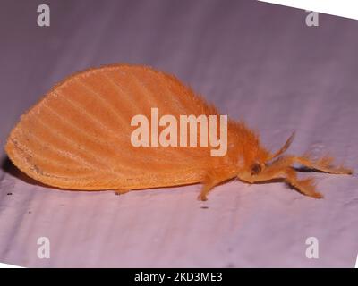 Dalcerid Moth (Tangerine Furry-Legs moth) (Family Dalceridae) Acraga ...