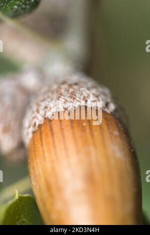 A vertical closeup shot of oak acorn on ground in forest Stock Photo ...